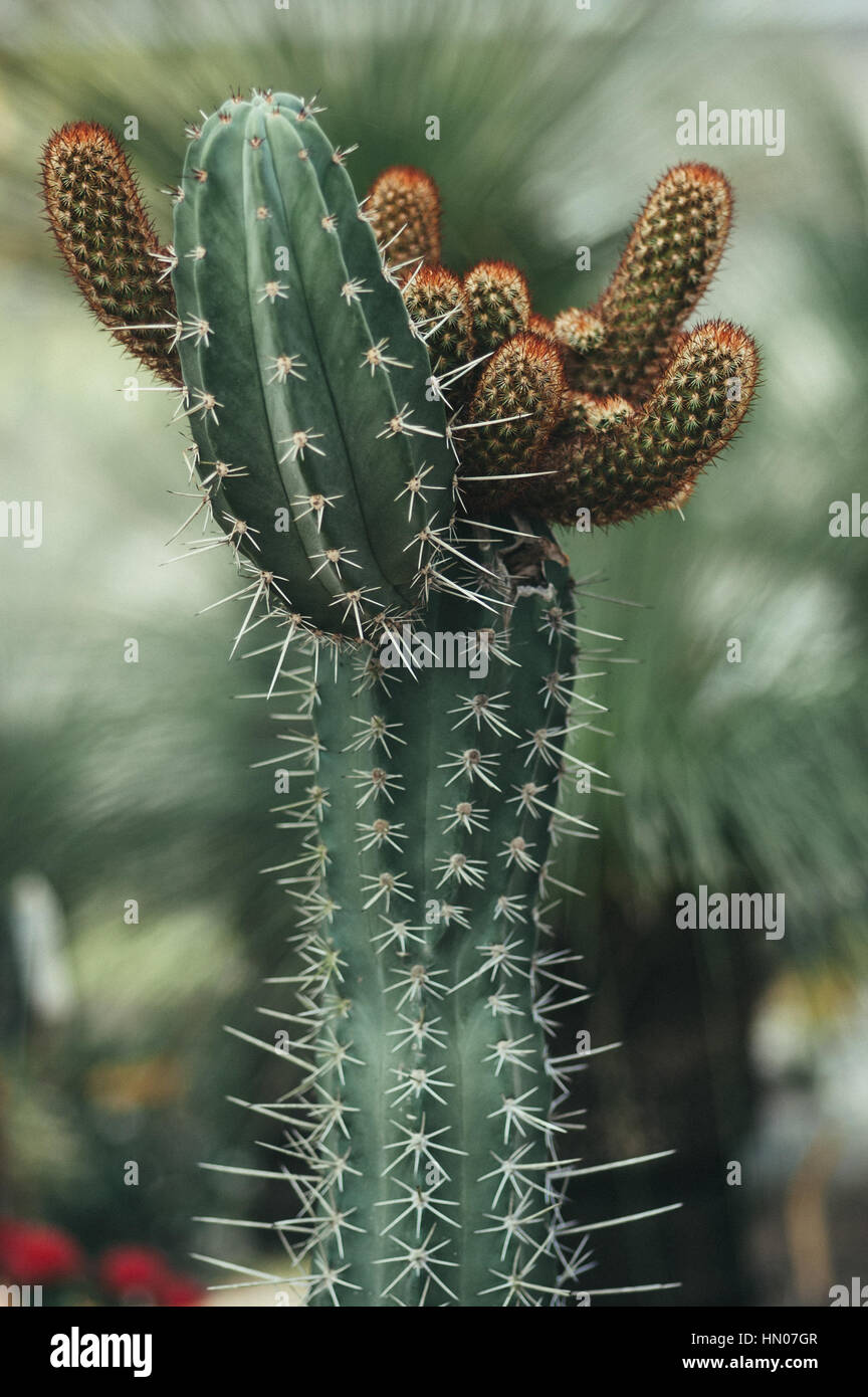Cactus plant Close-up Stock Photo - Alamy