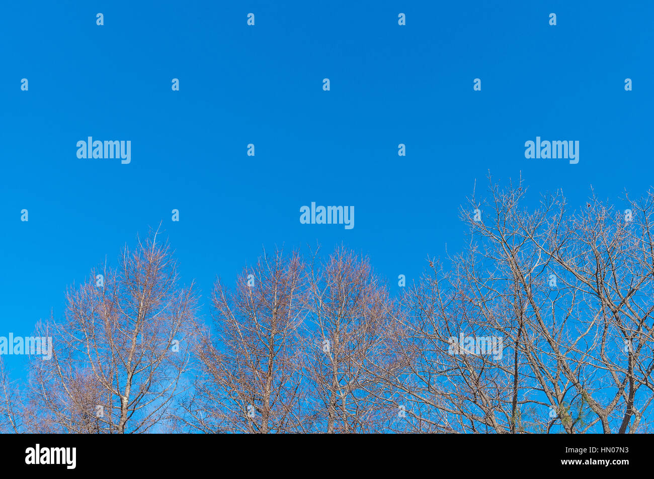 Tree lit up against the light hi-res stock photography and images - Alamy