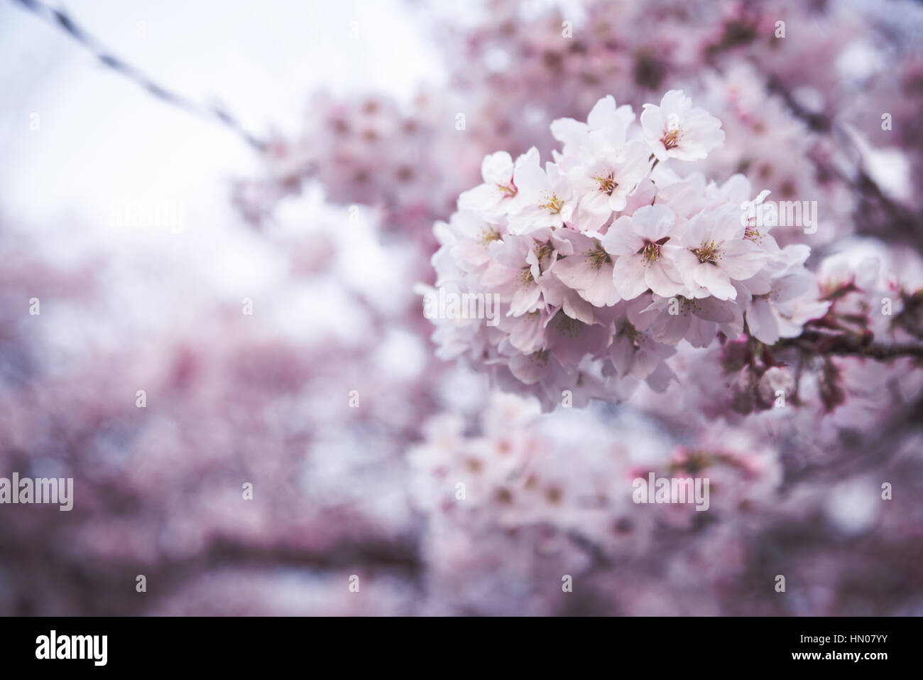 Pink Cherry Blossoms in Full Bloom,Japan Stock Photo - Alamy