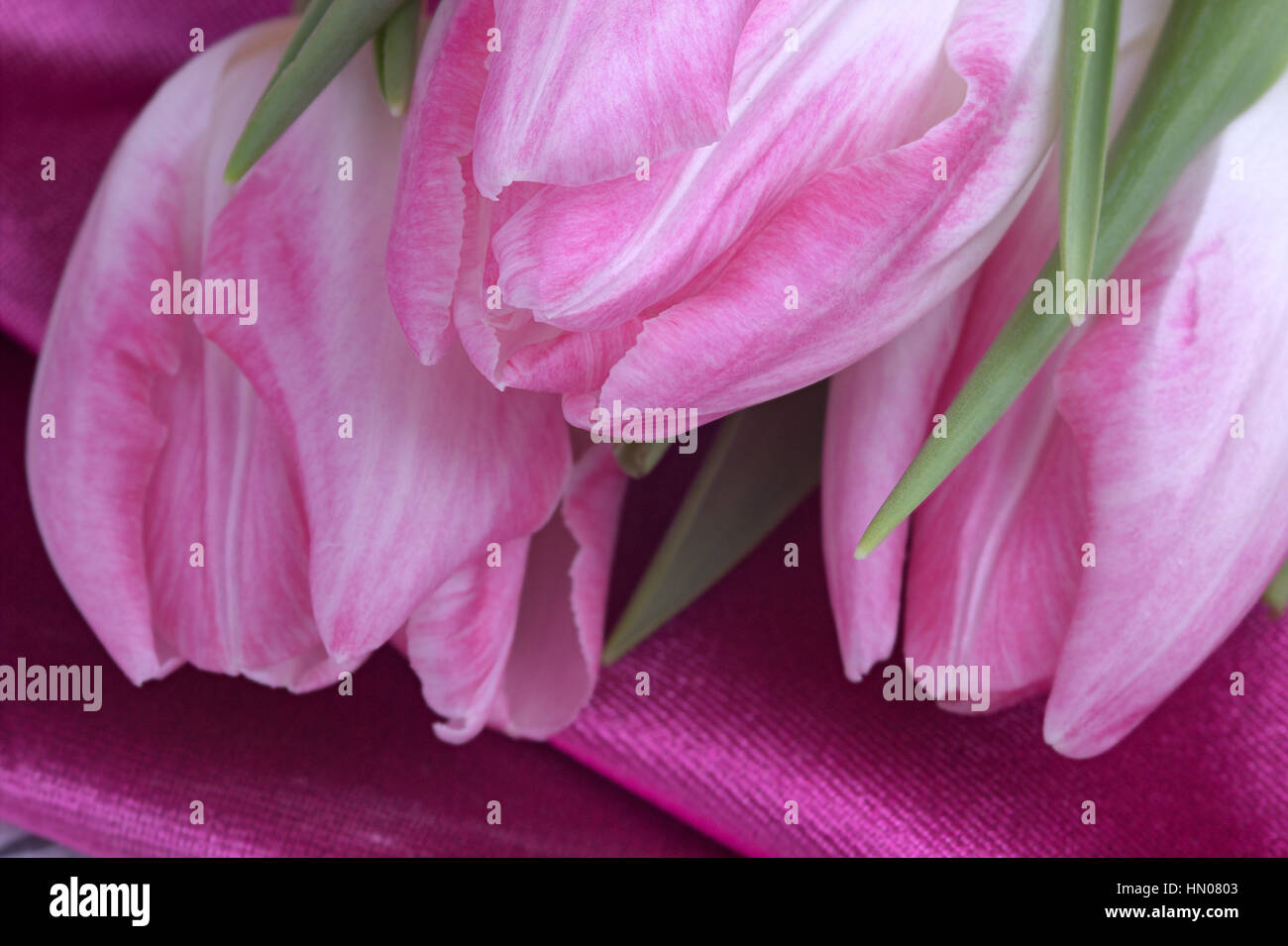 Pink tulips on pink background.Valentine Day. Wedding Stock Photo - Alamy