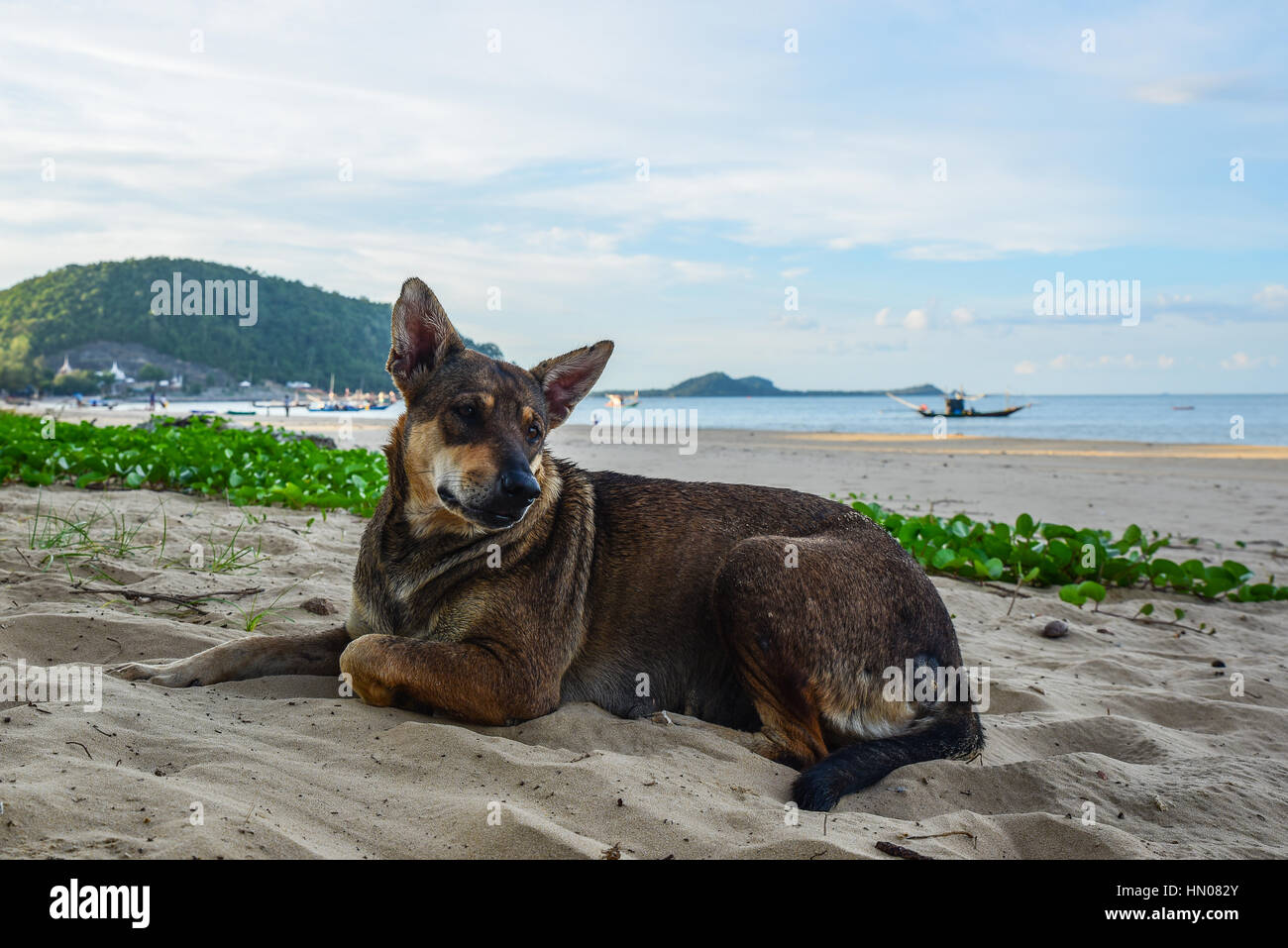 Dog relaxing at beach hi-res stock photography and images - Alamy