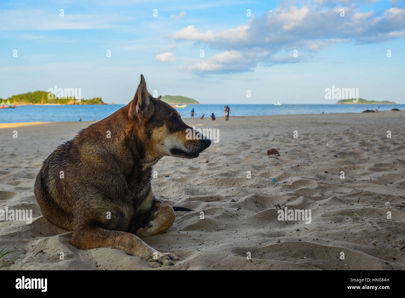 Relaxing dog on the beach Stock Photo - Alamy