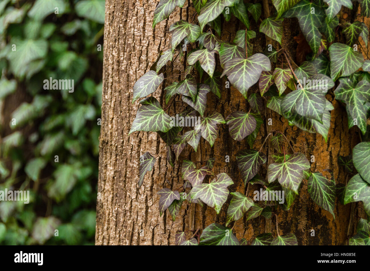 ivy on tree Stock Photo - Alamy