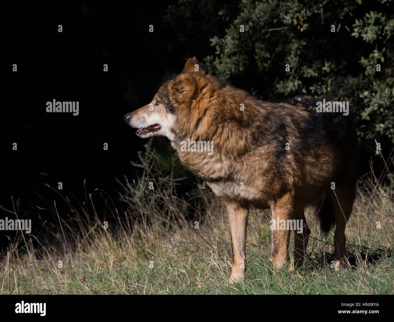 Male iberian wolf (Canis lupus signatus) in the forest over black ...