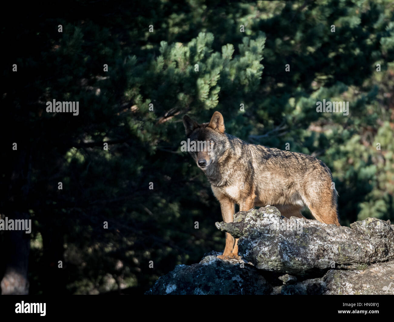 Iberian wolf (Canis lupus signatus) looking on a rock at the forest ...