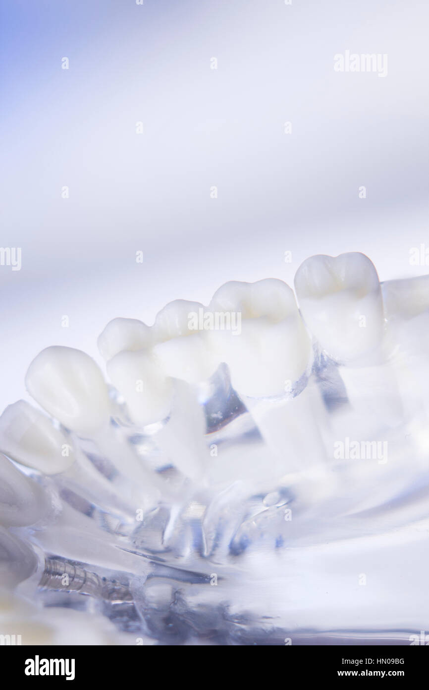 Dentists tooth plastic model used for teaching, learning and patient ...