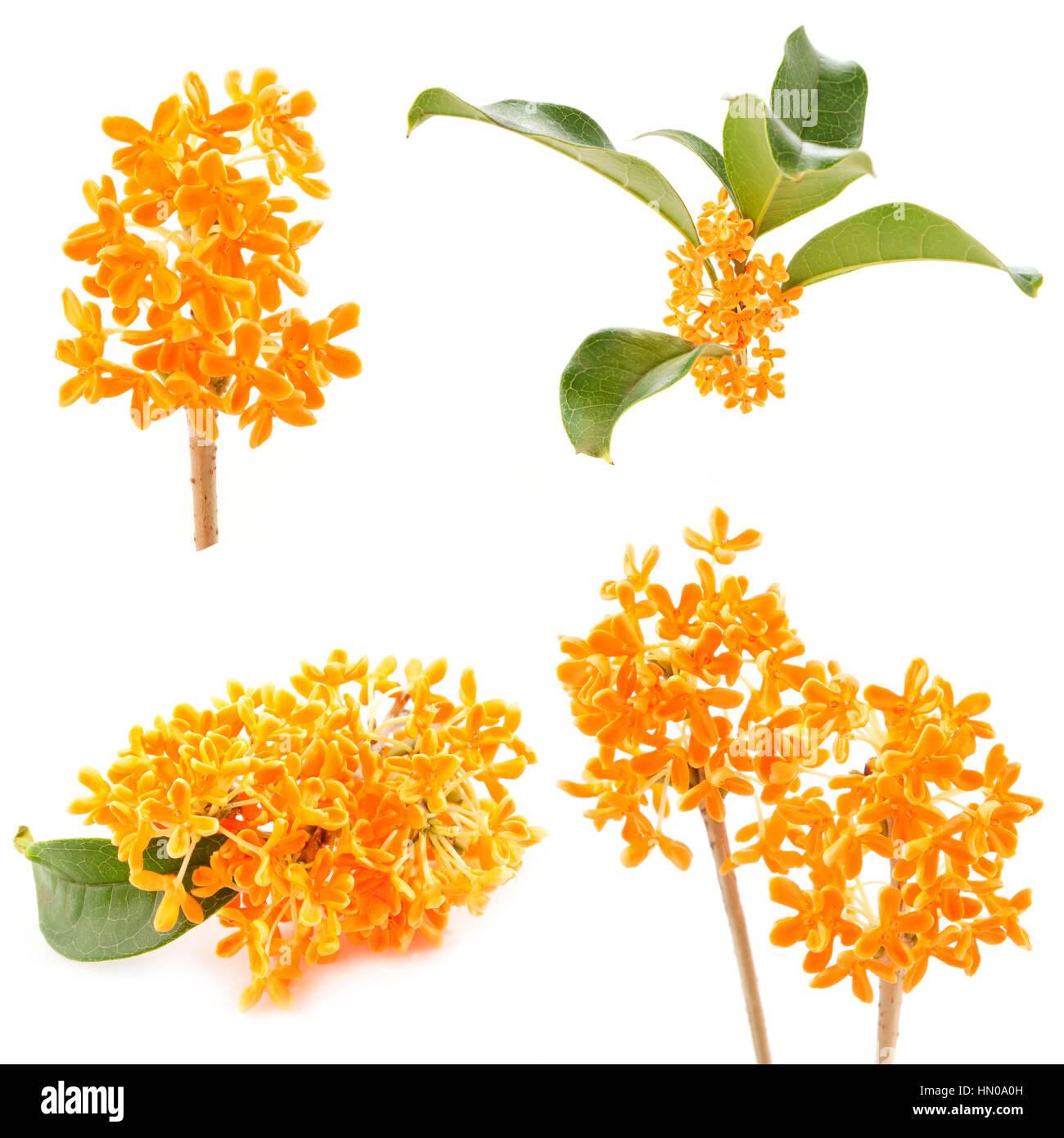 Osmanthus High Resolution Stock Photography and Images - Alamy