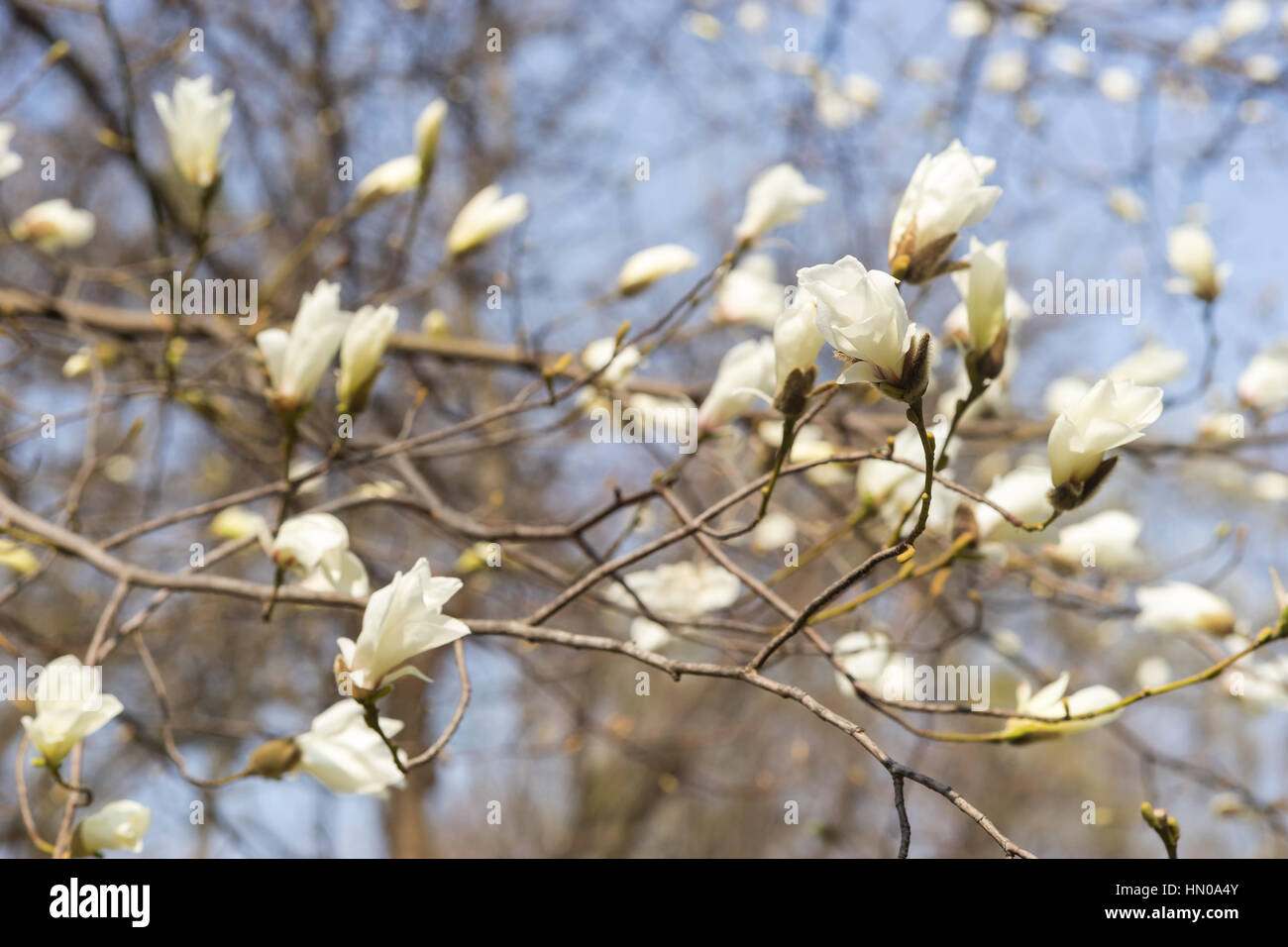 Branch with many magnolia flowers Stock Photo - Alamy