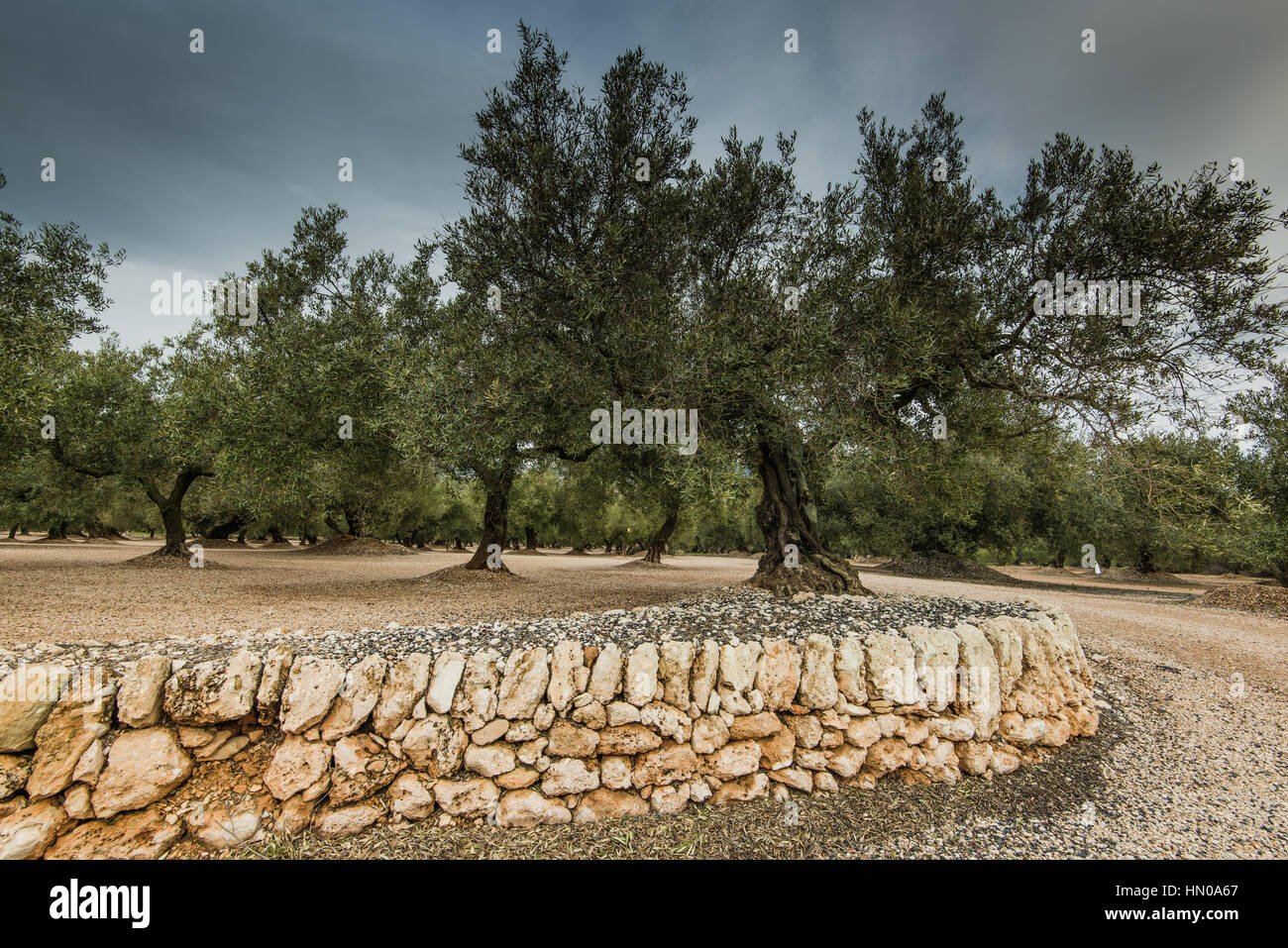 Olive trees in ancient orchand in Spain Stock Photo - Alamy