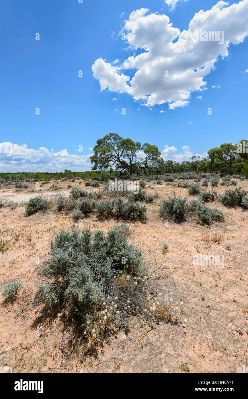 Black Bluebush (Maireana pyramidata) in the floodplain, Kinchega ...
