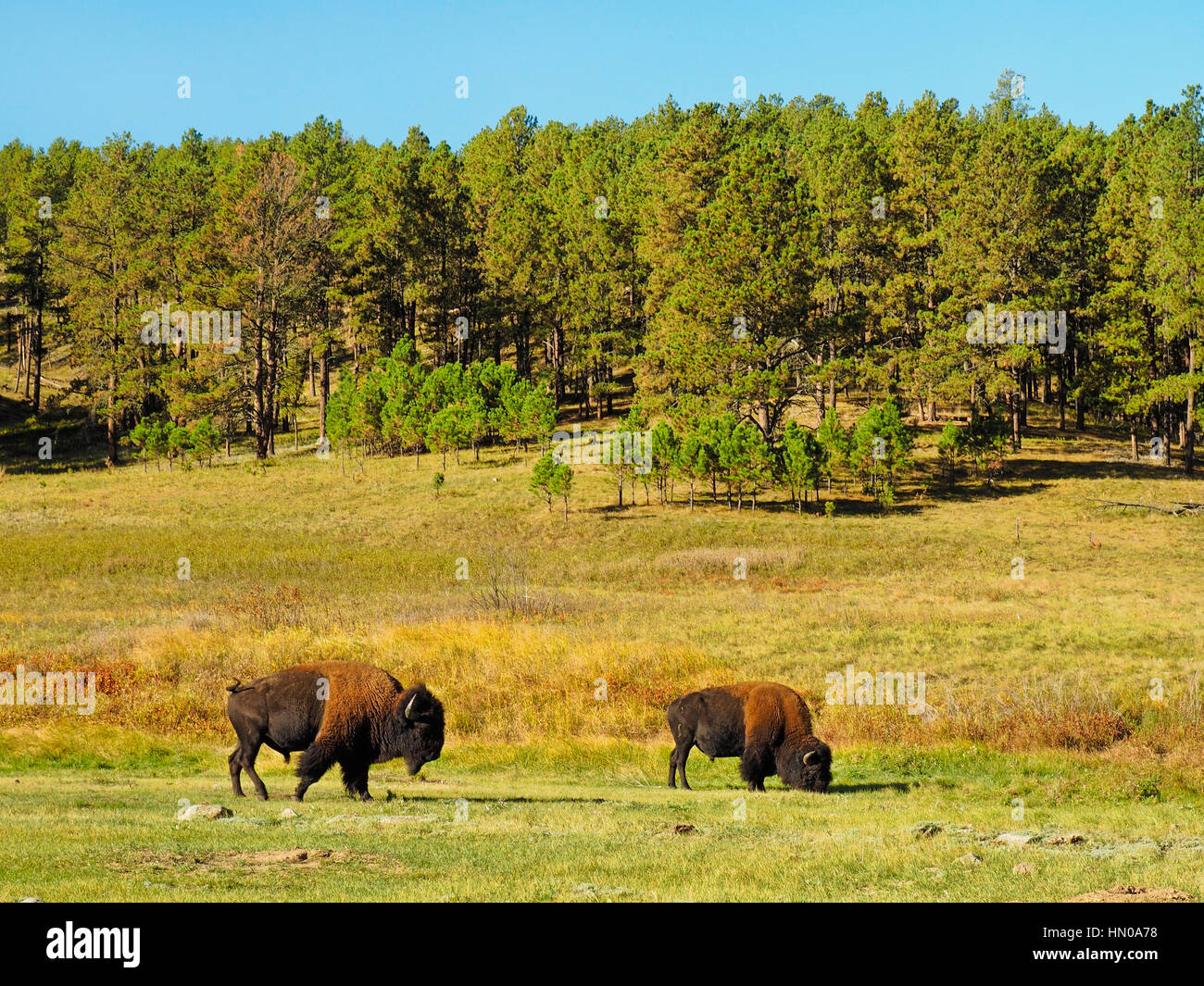 Buffalo, Wildlife Loop Road, Custer State Park, Black Hills, South ...