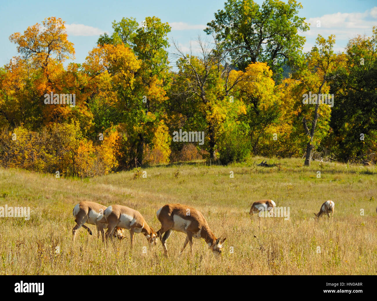 Wildlife loop road black hills hi-res stock photography and images - Alamy