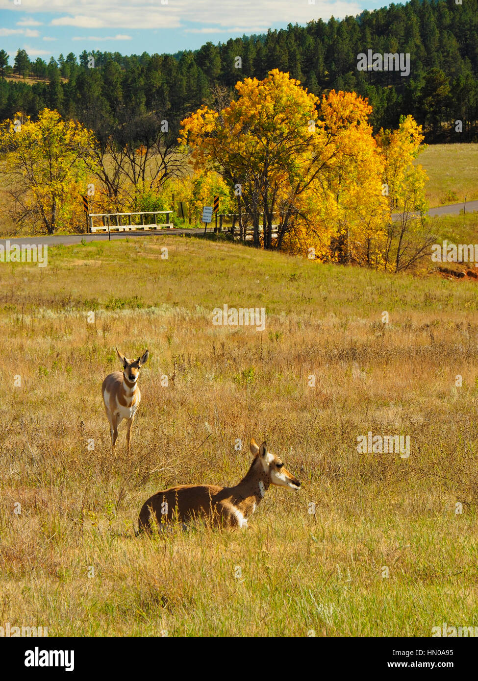 Antelope, Wildlife Loop Road, Custer State Park, Black Hills, South ...