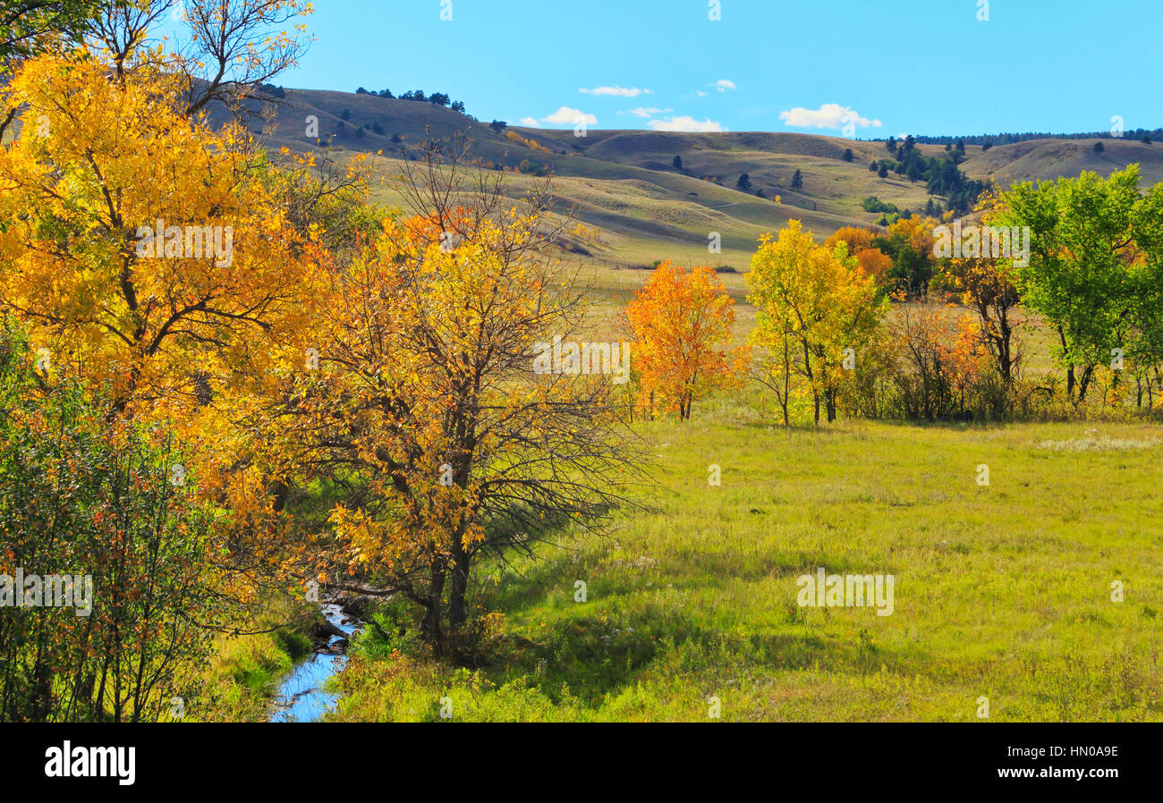 Wildlife Loop Road, Custer State Park, Black Hills, South Dakota, USA ...