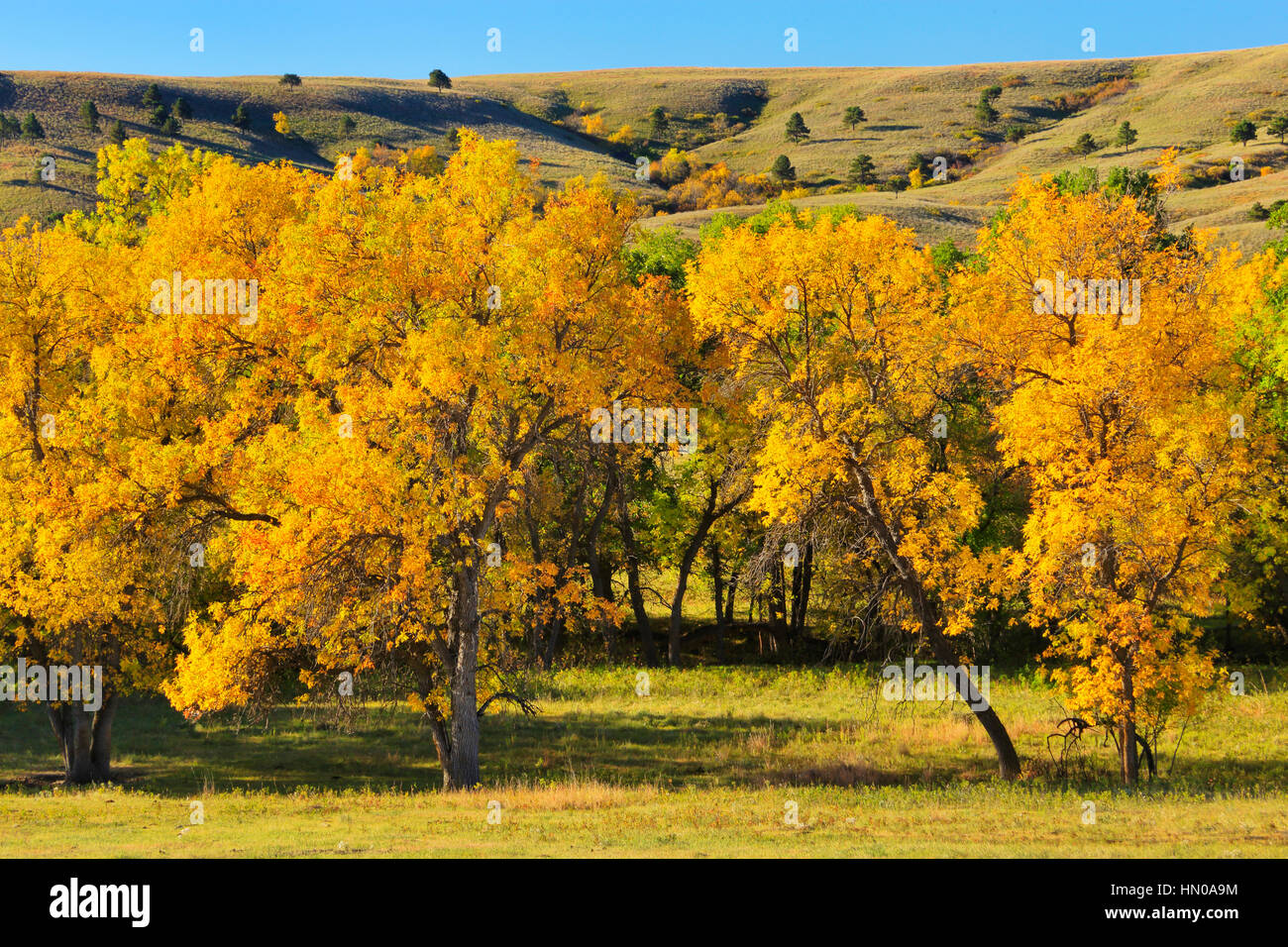 Wildlife loop road black hills hi-res stock photography and images - Alamy