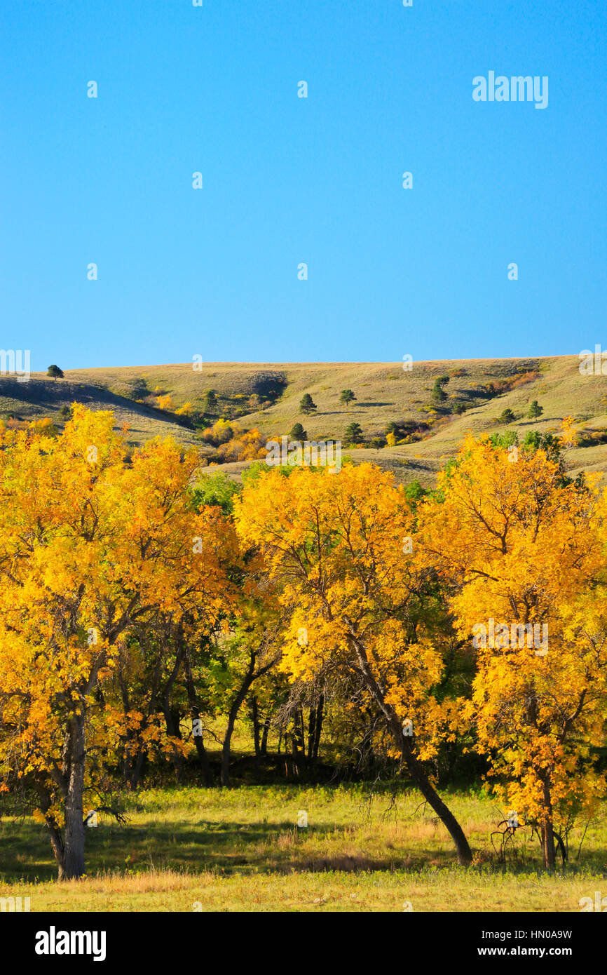 Wildlife loop road black hills hi-res stock photography and images - Alamy