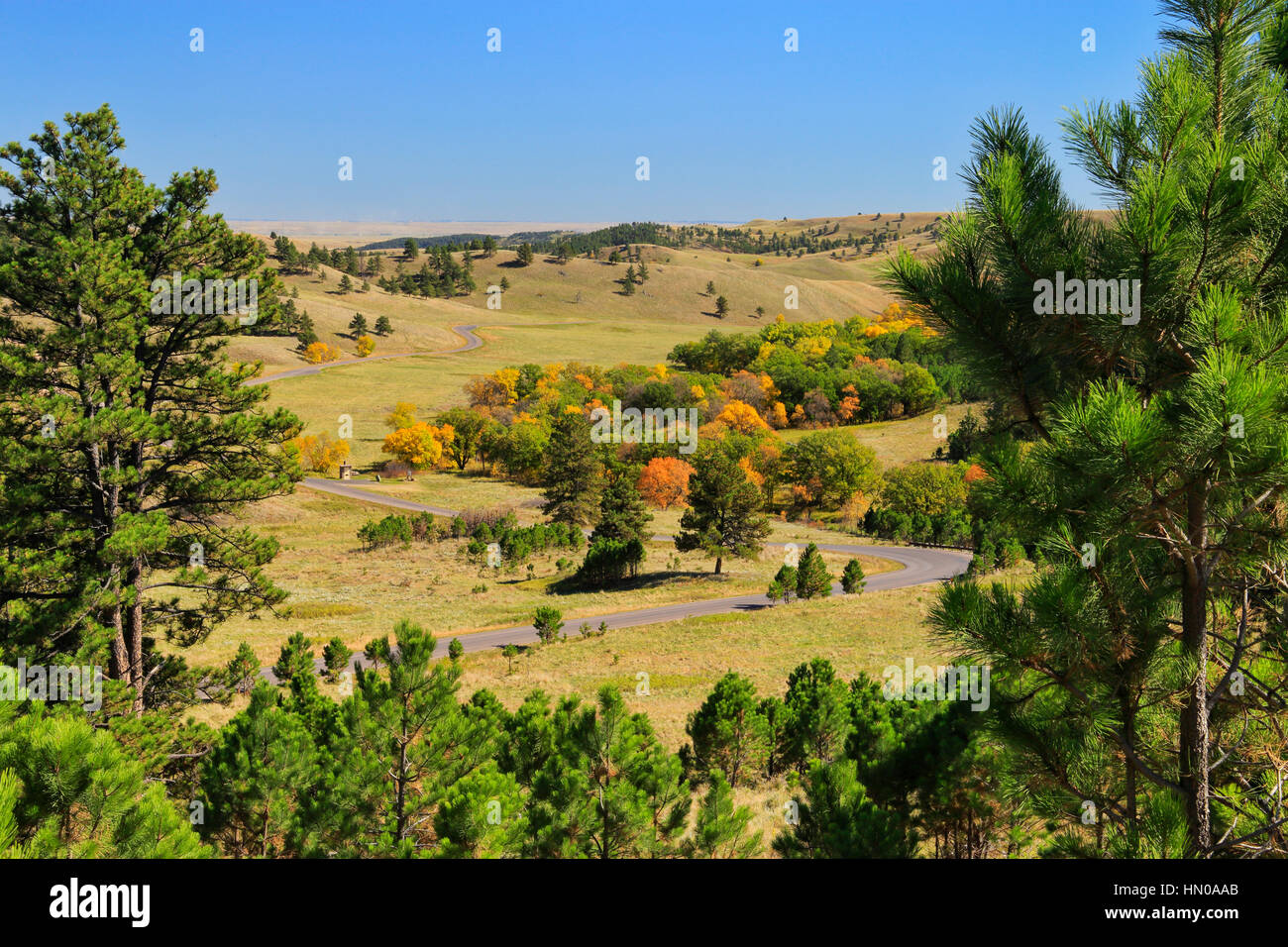 Wildlife Loop Road, Custer State Park, Black Hills, South Dakota, USA ...