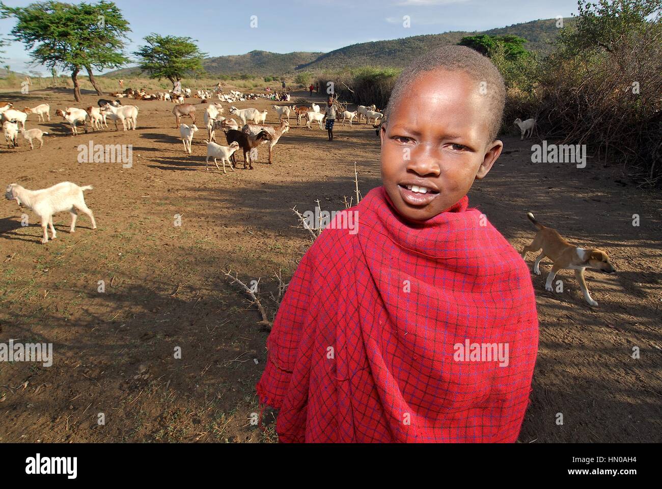 The animals like the goat and the cow are the most important possesions ...