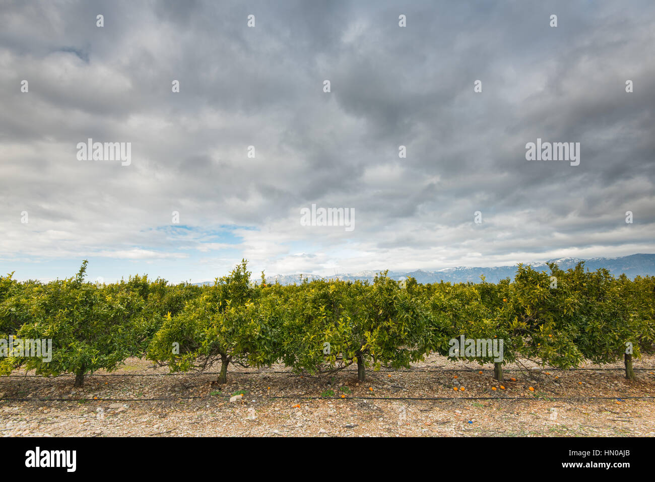 Valencia orange trees hi-res stock photography and images - Alamy