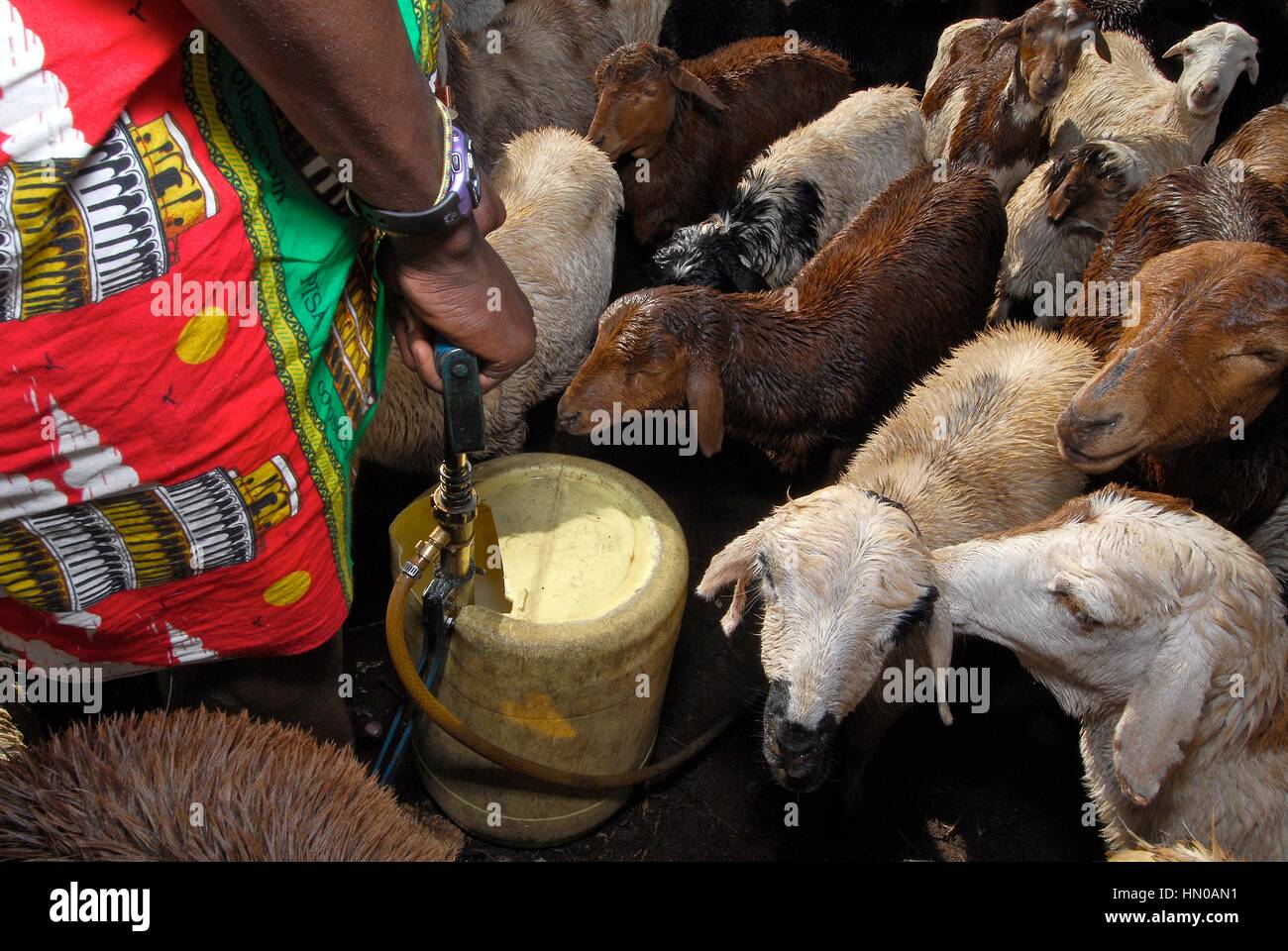 The animals like the goat and the cow are the most important possesions ...
