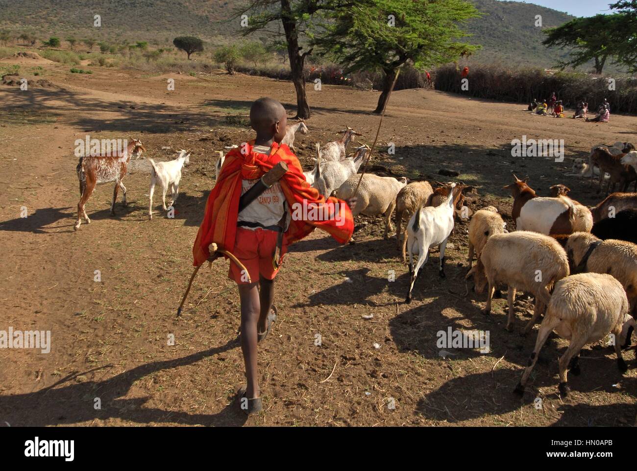The animals like the goat and the cow are the most important possesions ...