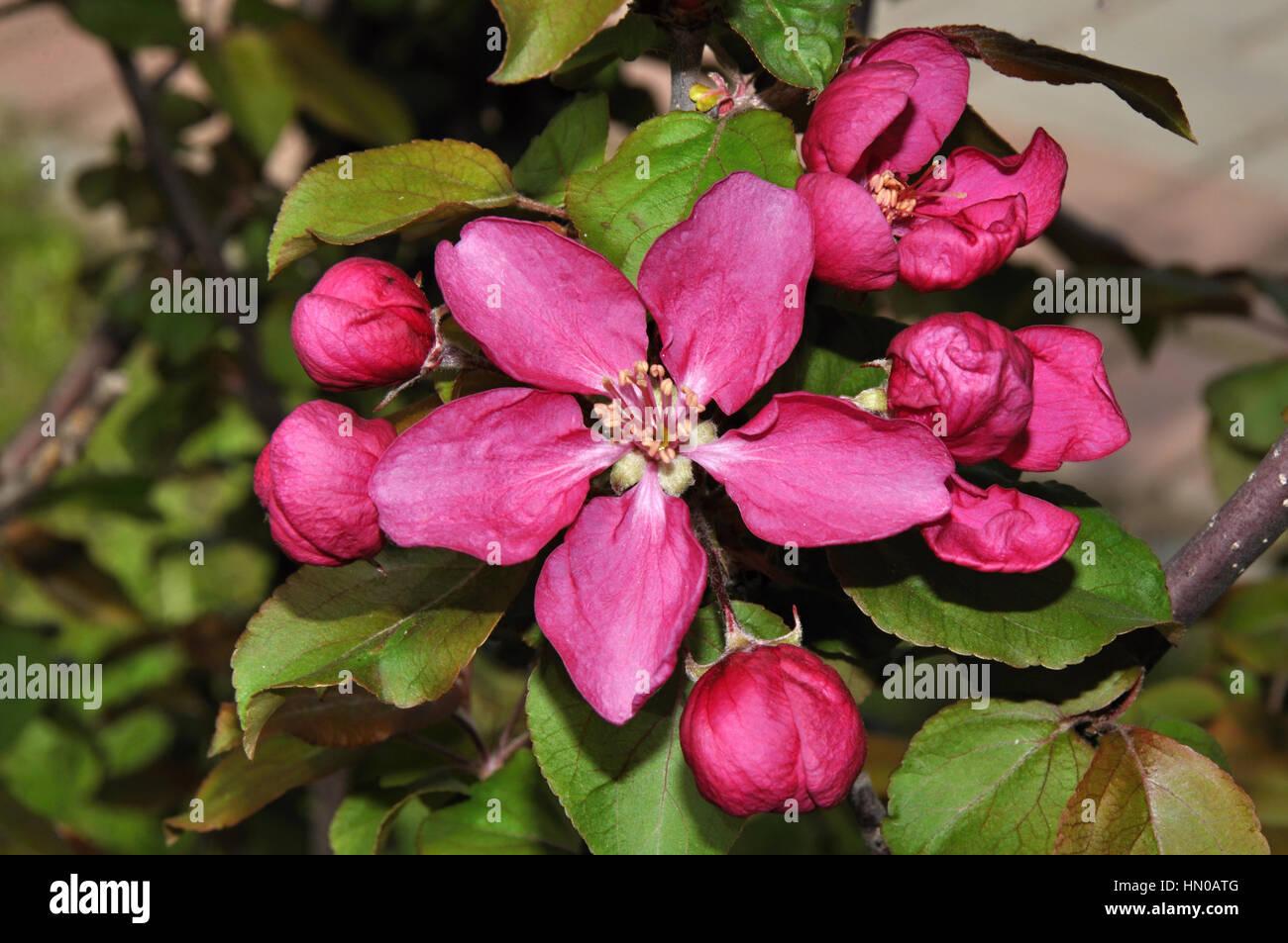 Flowers of the Apple-tree red color spring morning Stock Photo - Alamy