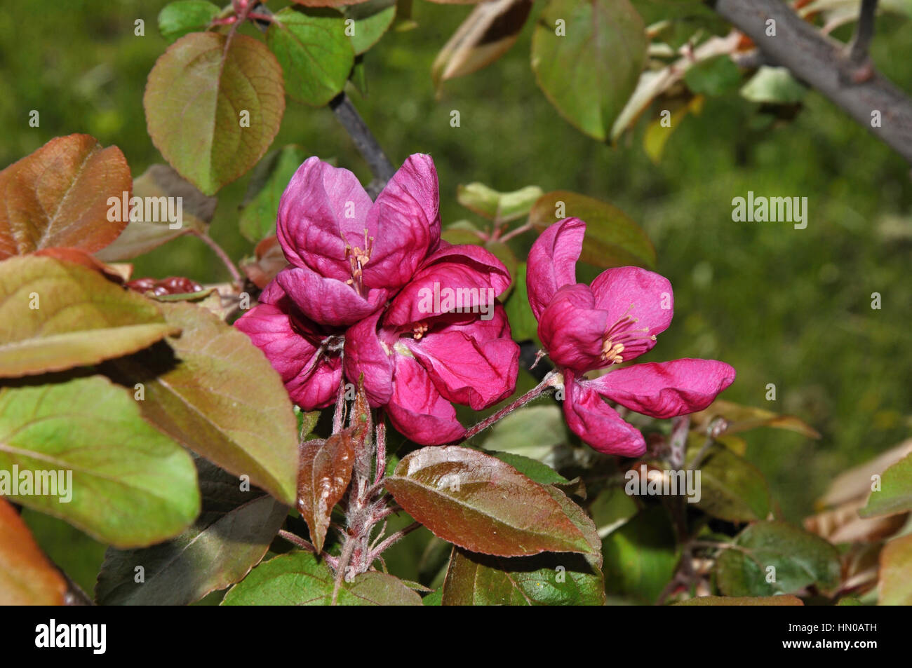 Flowers of the Apple-tree red color spring morning Stock Photo - Alamy