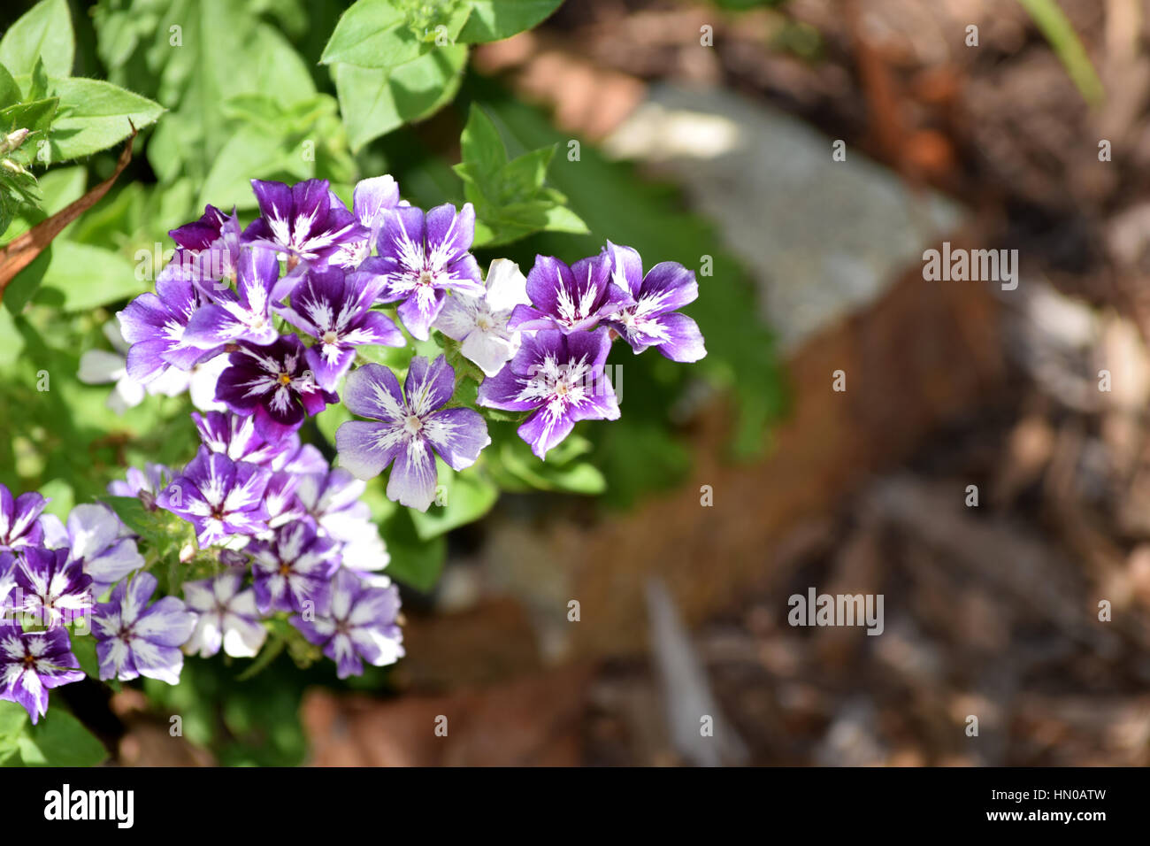 small purple flowers in garden Stock Photo - Alamy