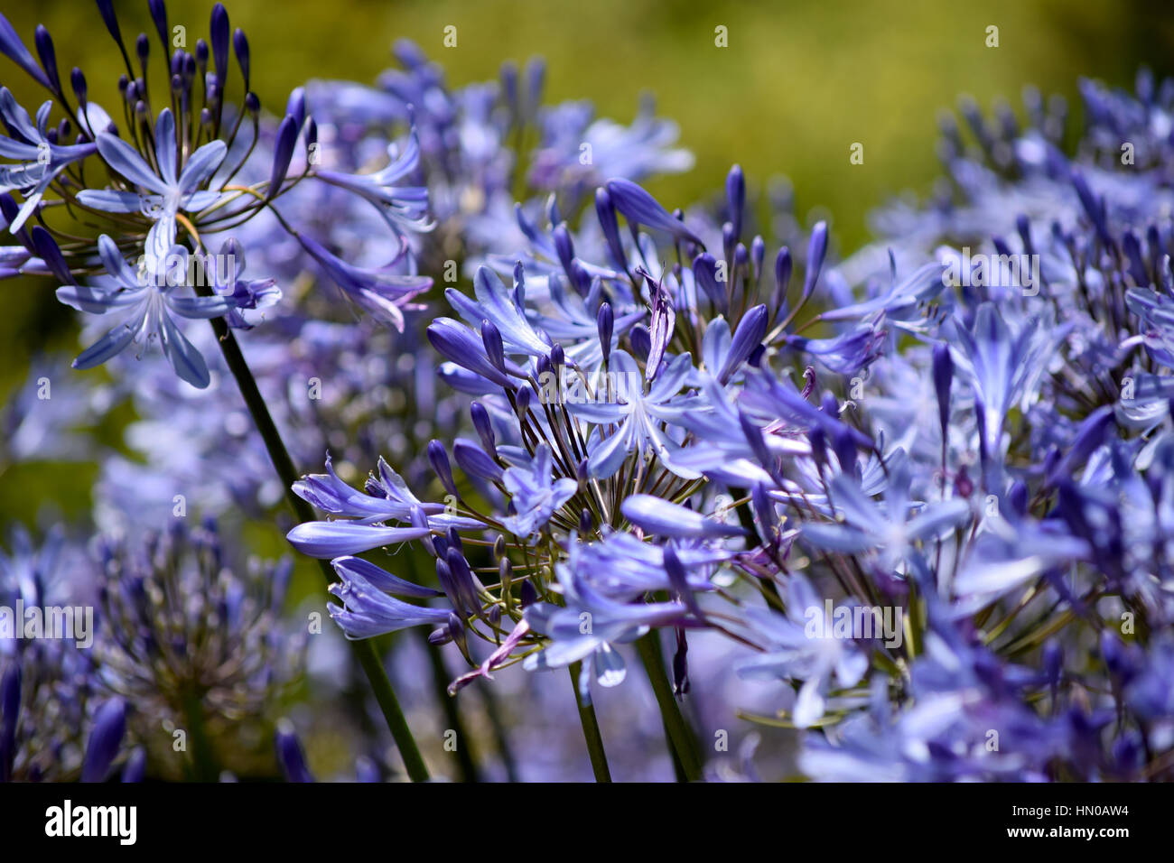 purple flowers in a garden Stock Photo - Alamy