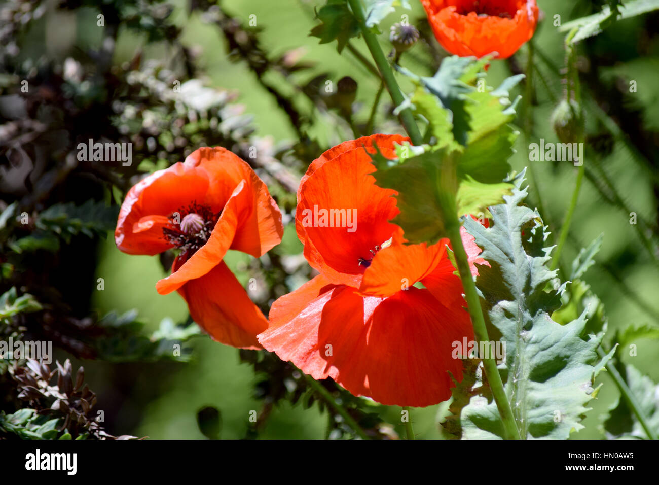 Bush poppies hi-res stock photography and images - Alamy
