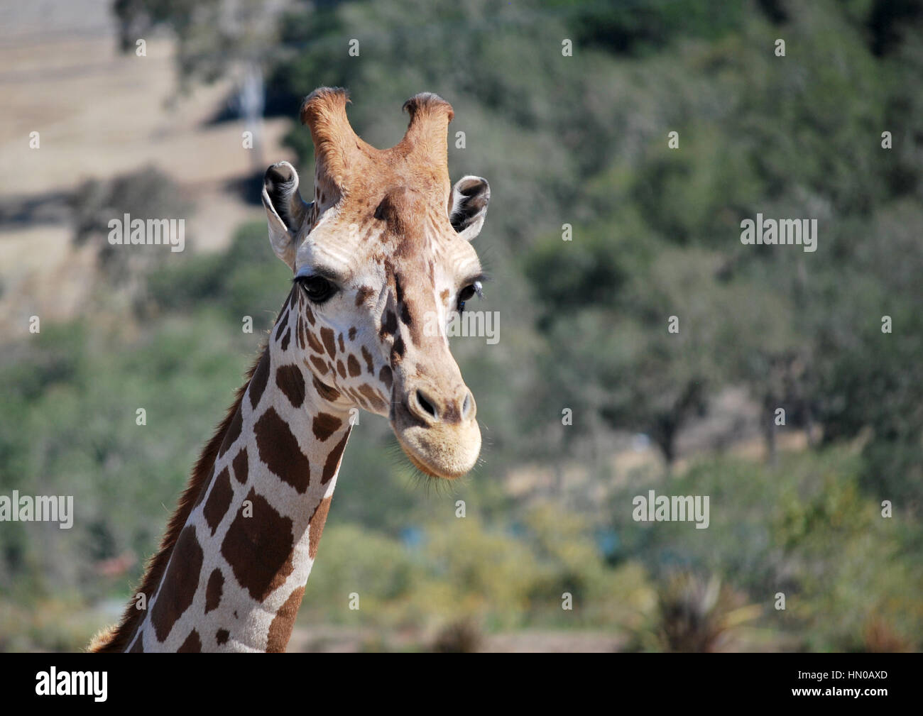 Wildlife zoo enclosure giraffe hi-res stock photography and images - Alamy