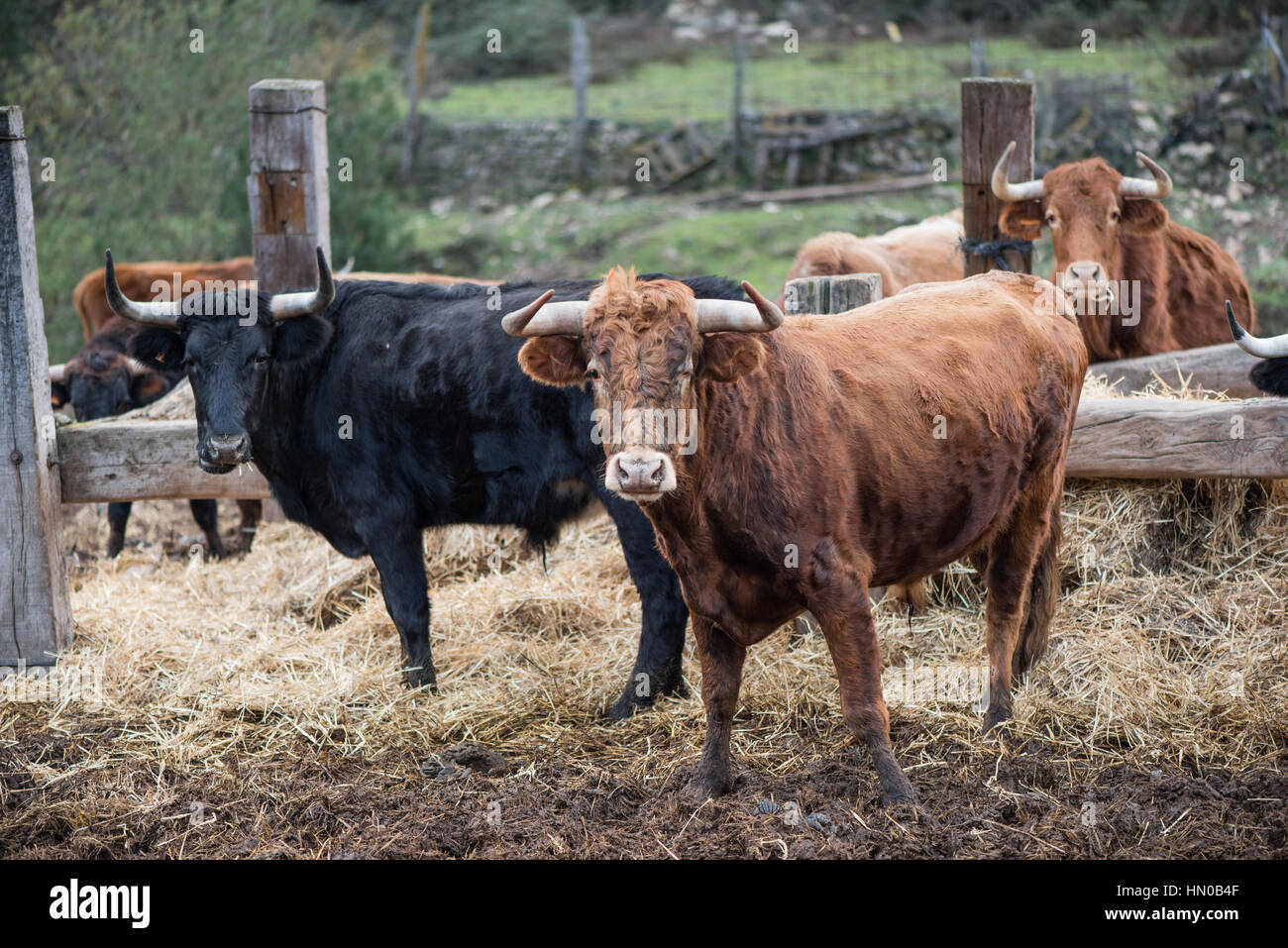Wild bulls on Spanish farm in rural province Stock Photo - Alamy