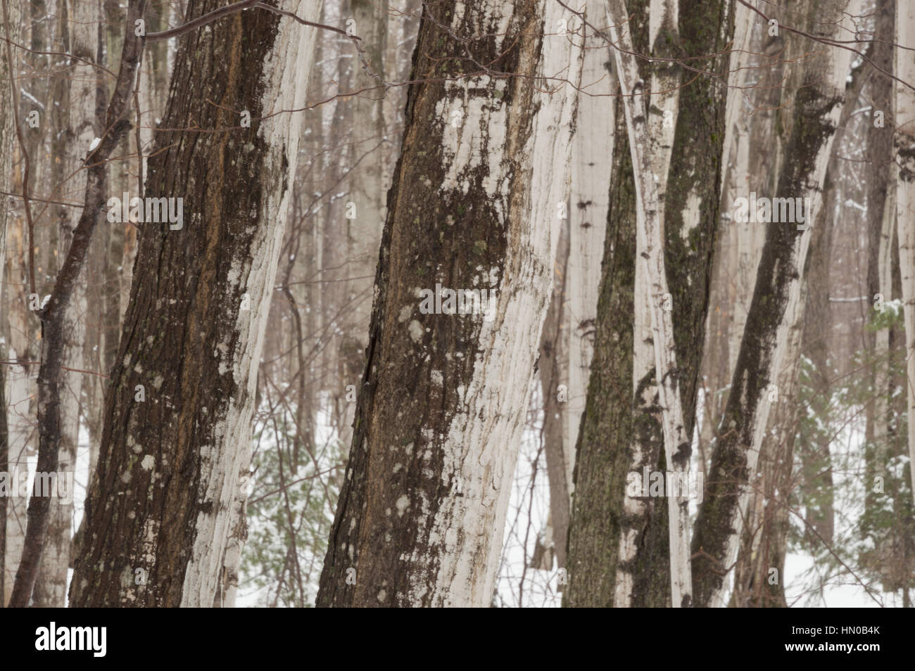 Abstract maple tree trunks in hi-res stock photography and images - Alamy