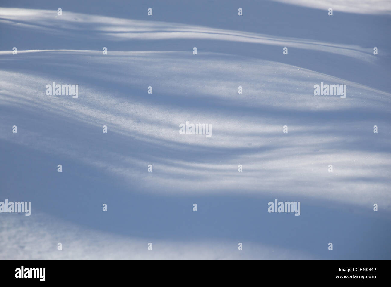 Abstract. Trees casting blue shadows in the fresh snow. Image has blue ...