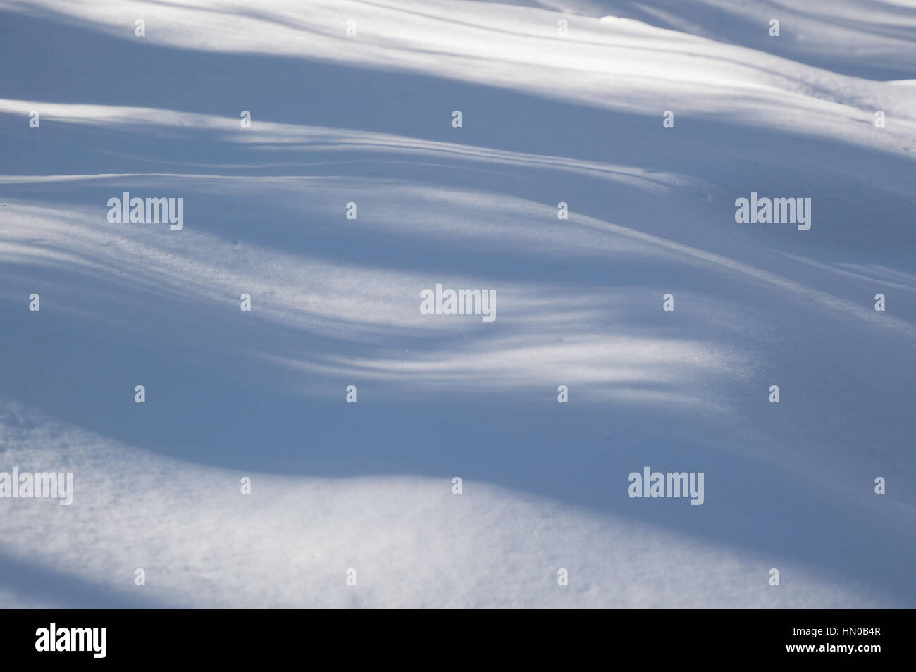 Abstract. Trees casting blue shadows in the fresh snow. Image has blue ...