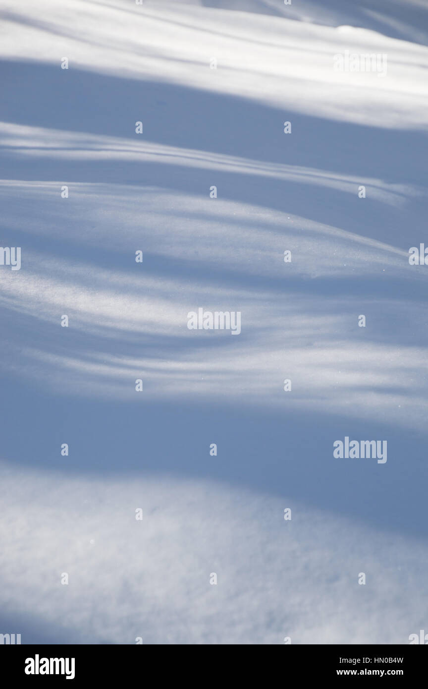 Abstract. Trees casting blue shadows in the fresh snow. Image has blue ...