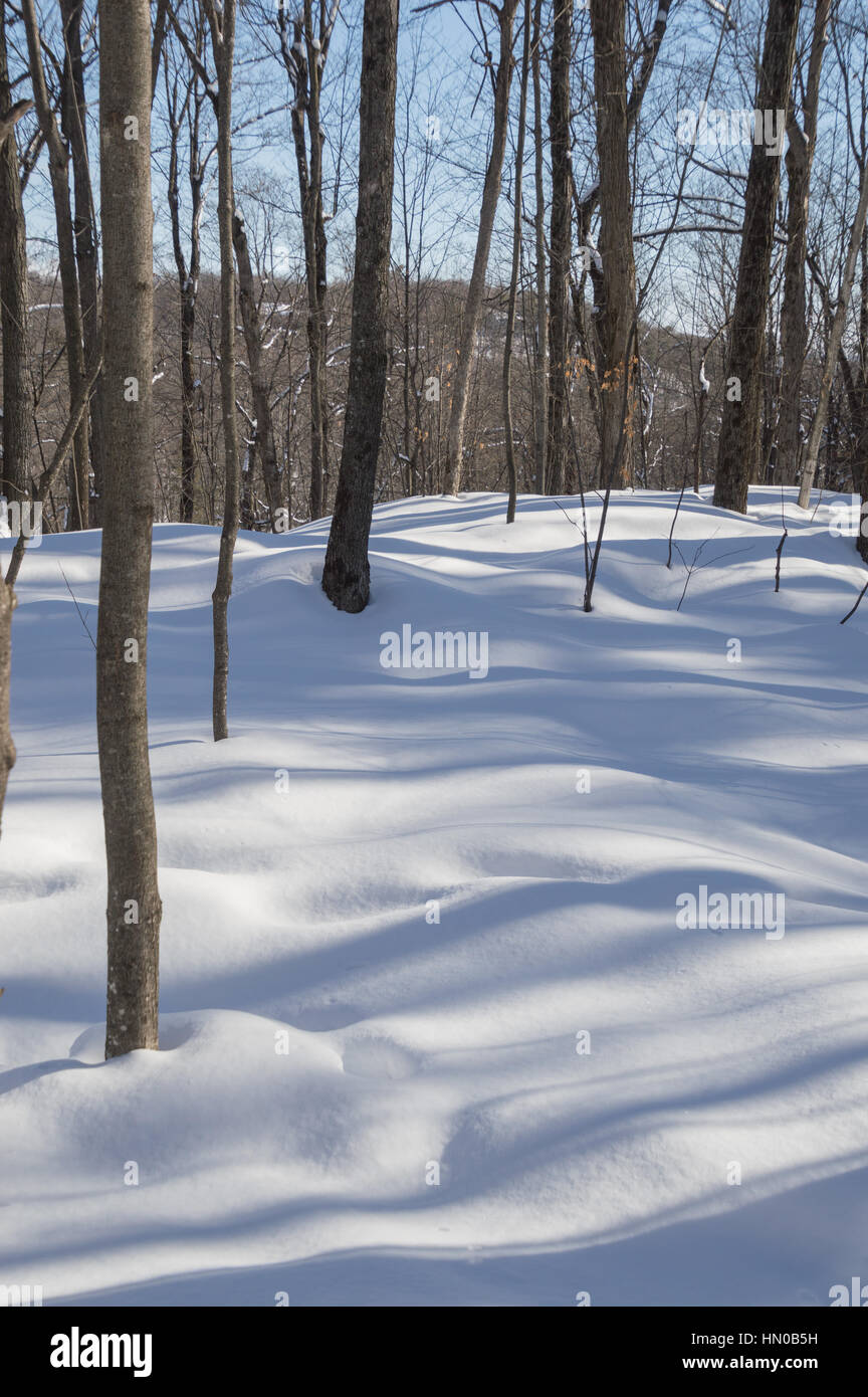 Abstract. Trees casting blue shadows in the fresh snow. Image has trees ...