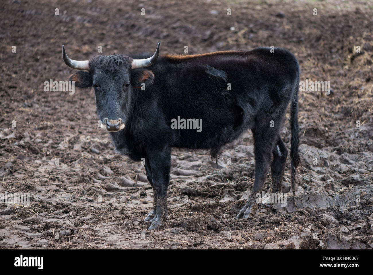 Spanish livestock farmer hi-res stock photography and images - Alamy