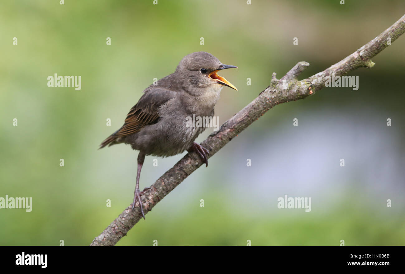 Baby starling hi-res stock photography and images - Alamy