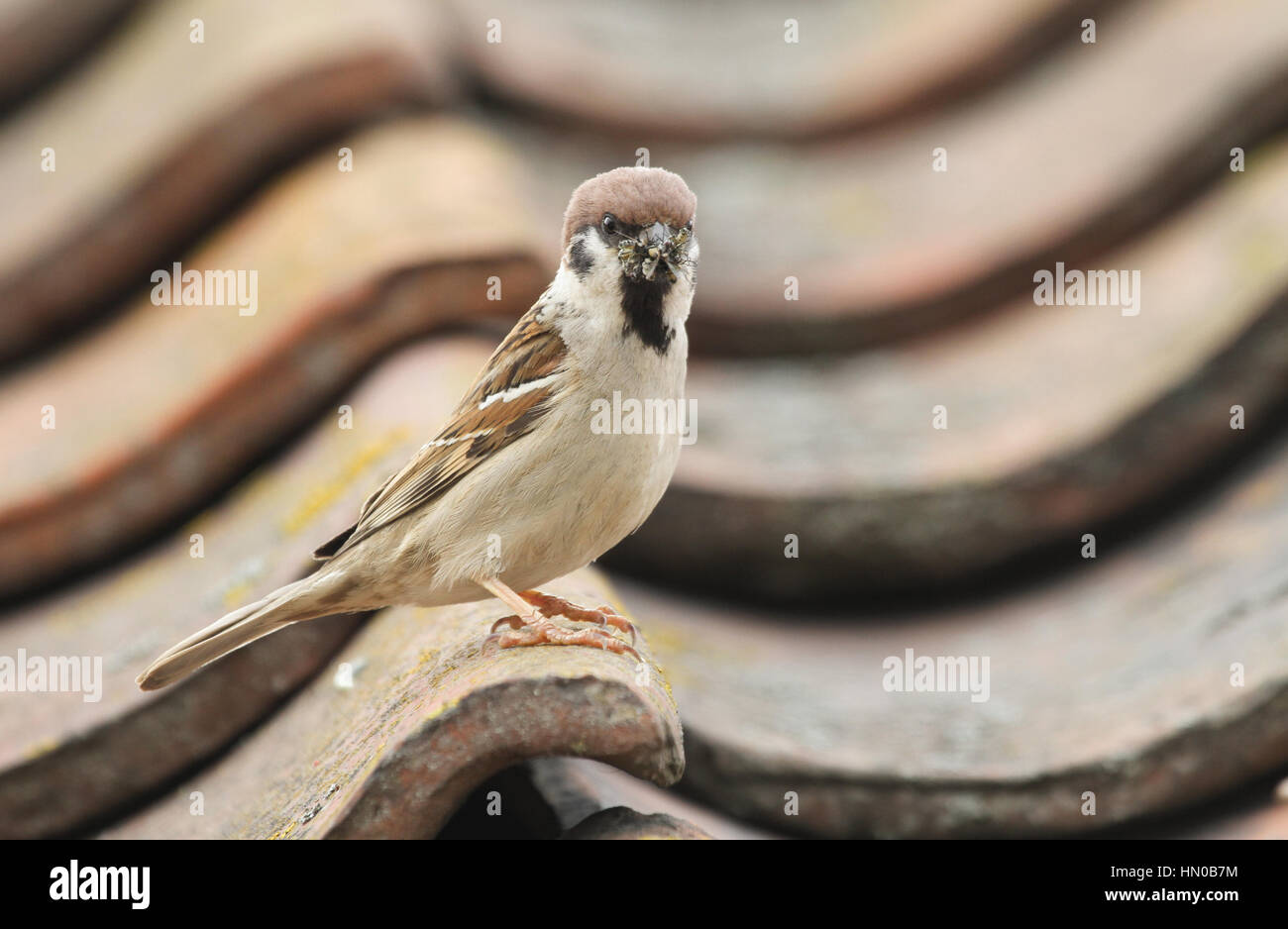 Rare insects hi-res stock photography and images - Alamy