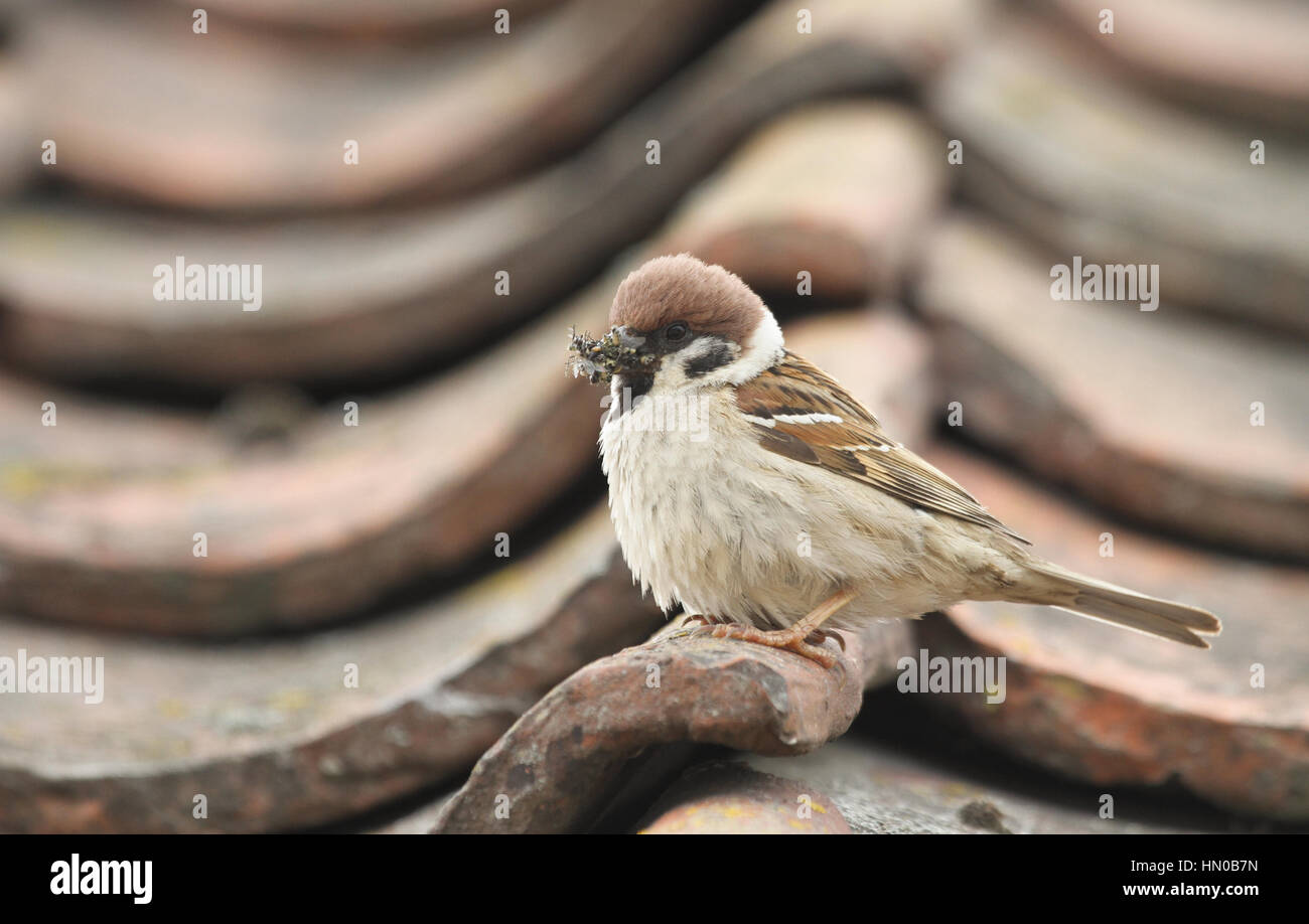 Rare insects hi-res stock photography and images - Alamy