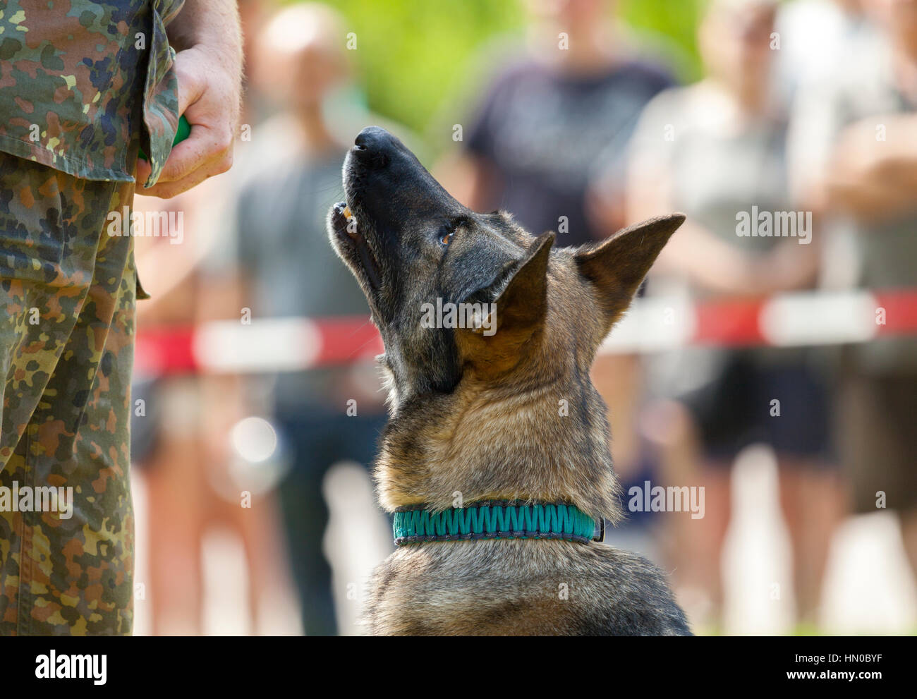 Belgian german shepherd hi-res stock photography and images - Alamy