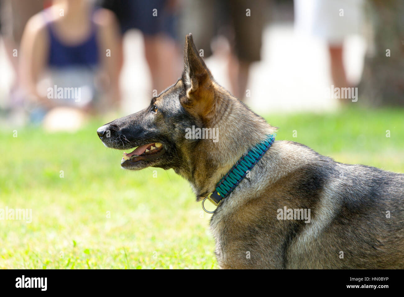 german military police dog shows to his owner Stock Photo - Alamy