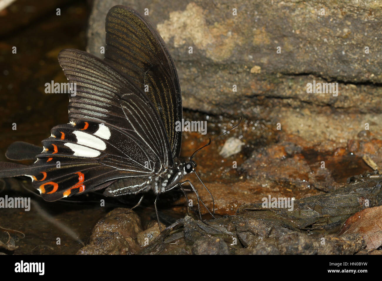 Butterfly waterfalls hi-res stock photography and images - Alamy