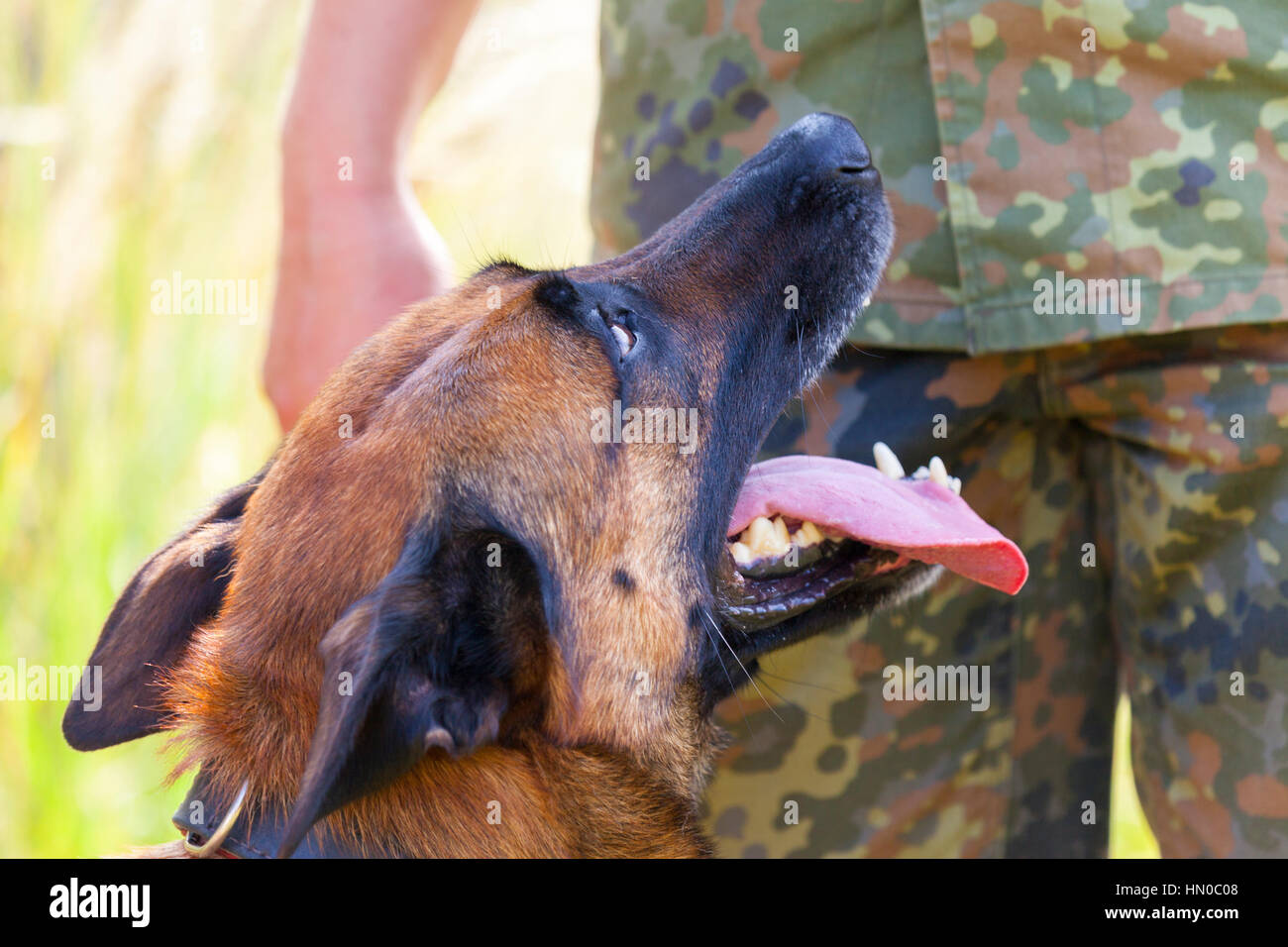 german military police dog shows to his owner Stock Photo - Alamy