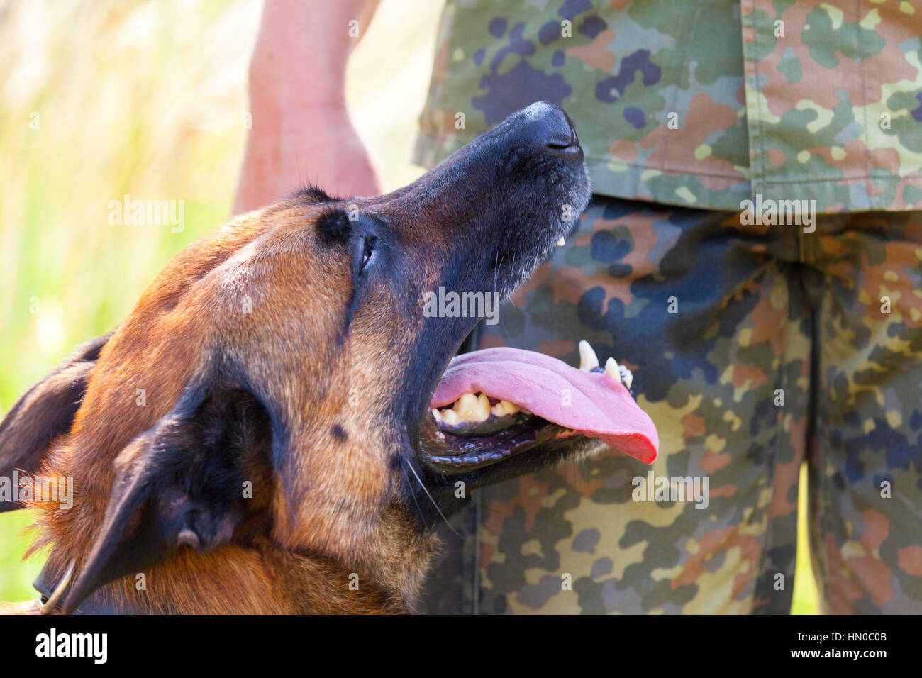 german military police dog shows to his owner Stock Photo - Alamy