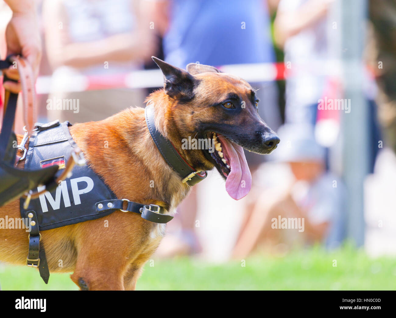 german military police dog shows to his owner Stock Photo - Alamy