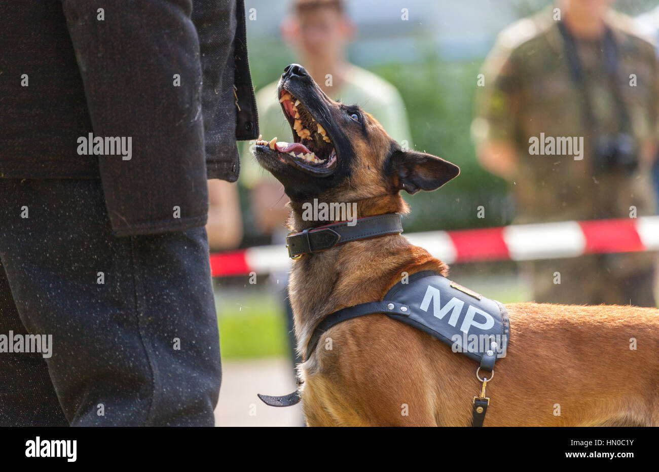 german military police dog shows to his owner Stock Photo - Alamy