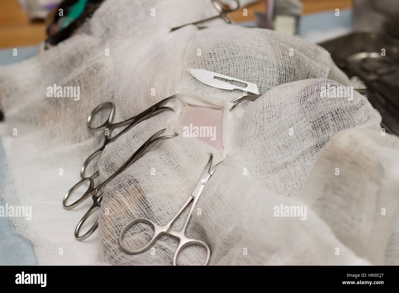 Veterinariya.Sterilizatsiya cats. Clamps bandage and a scalpel to cut ...