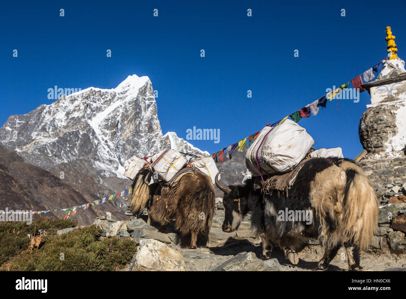 Yaks carrying goods above the Dingboche (4800m) on the way to Everest ...